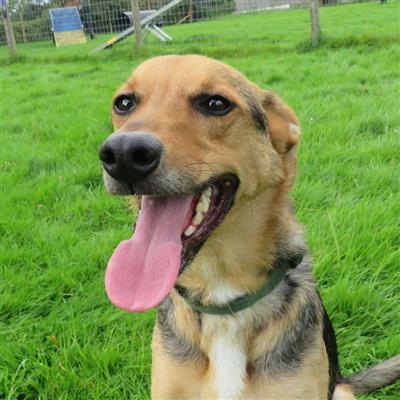 Dog Rehoming | Dogs in Dorset & Devon | Dog Rescue