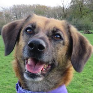 Dog Rehoming | Dogs in Dorset & Devon | Dog Rescue