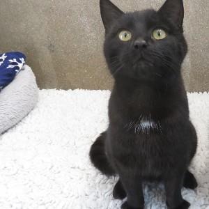 Cat Rehoming | Discover Cats For Rehoming