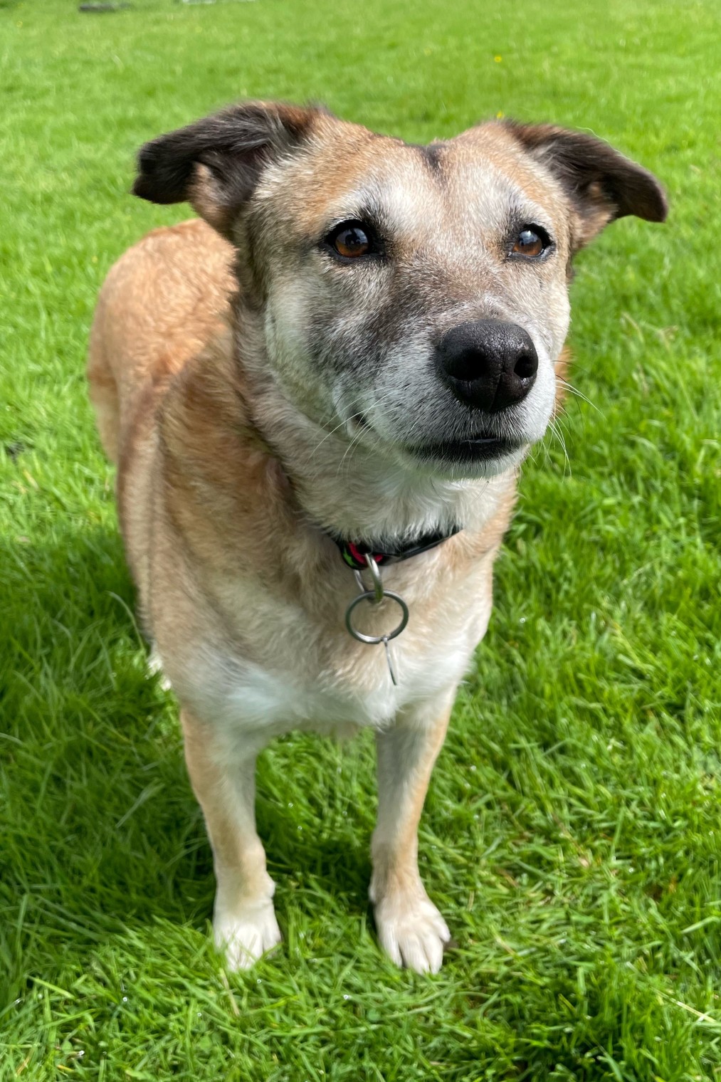 Dog for rehoming in Devon | MGAR