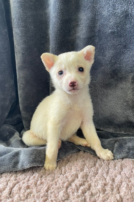 Dog for rehoming in Dorset | MGAR