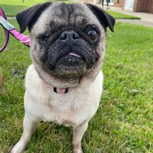 Dog Rehoming | Dogs in Dorset & Devon | Dog Rescue