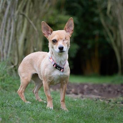 Dog Rehoming | Dogs in Dorset & Devon | Dog Rescue