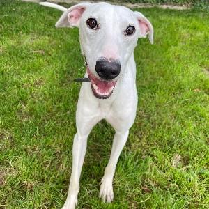 Dog Rehoming | Dogs in Dorset & Devon | Dog Rescue