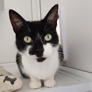 Margaret Green Animal Rescue | Cats in Dorset & Devon