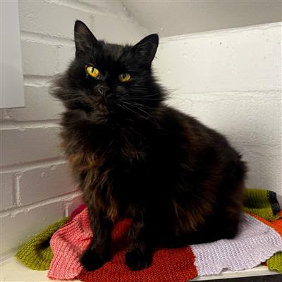 Cat Rehoming | Discover Cats For Rehoming