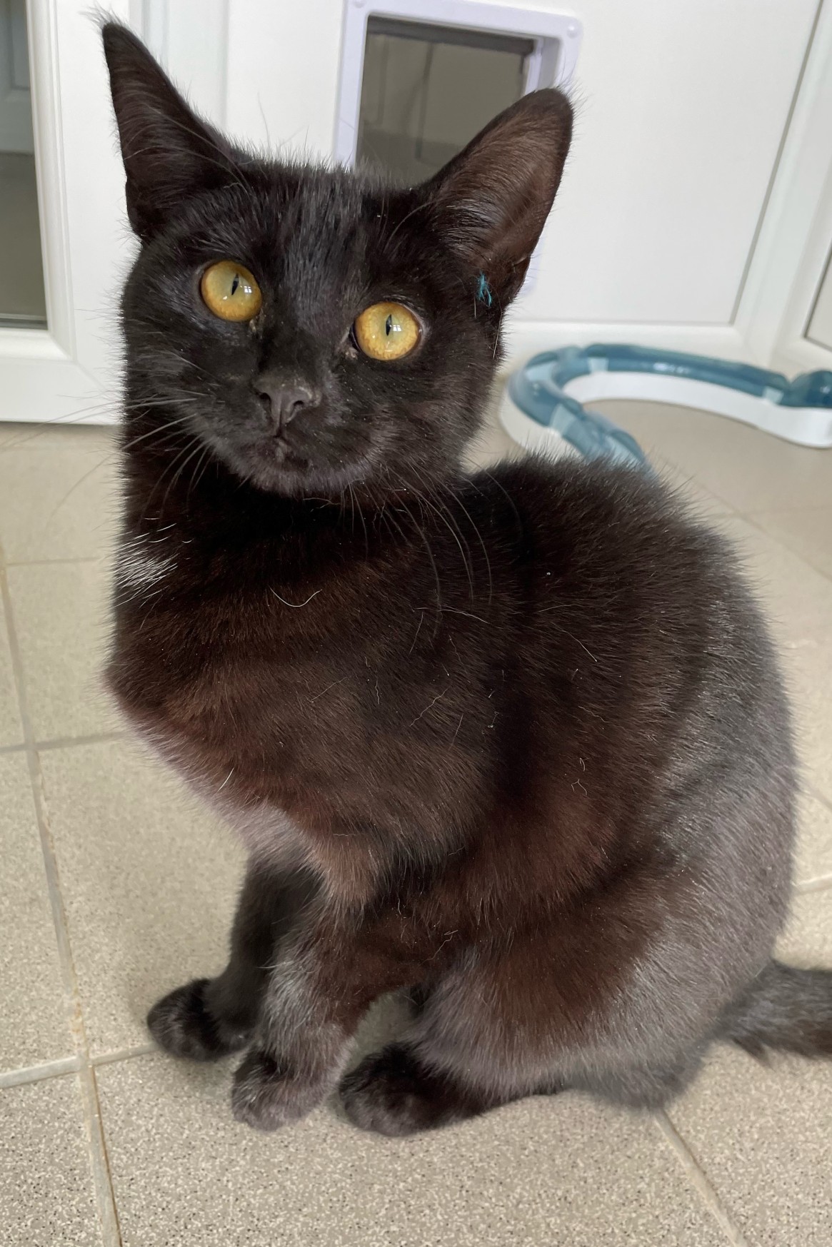 Cat for rehoming in Devon | MGAR