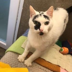 Margaret Green Animal Rescue | Cats in Dorset & Devon