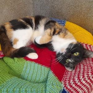 Cat Rehoming | Discover Cats For Rehoming