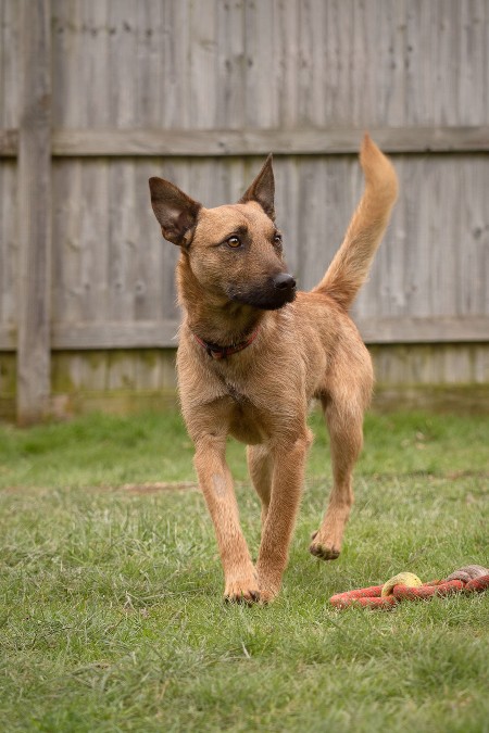 Dog for rehoming in Dorset | MGAR