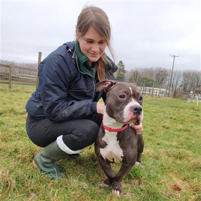 Margaret Green Animal Rescue | Dogs in Dorset & Devon