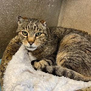 Margaret Green Animal Rescue | Cats in Dorset & Devon