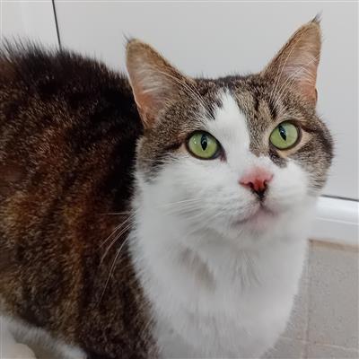 Margaret Green Animal Rescue | Cats in Dorset & Devon