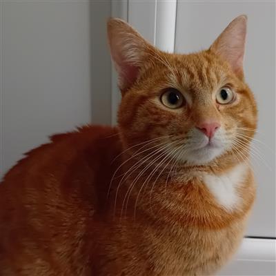 Cat Rehoming | Discover Cats For Rehoming