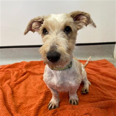 Margaret Green Animal Rescue | Dogs in Dorset & Devon