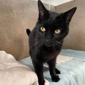 Margaret Green Animal Rescue | Cats in Dorset & Devon