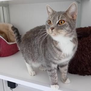 Margaret Green Animal Rescue | Cats in Dorset & Devon