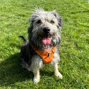 Margaret Green Animal Rescue | Dogs in Dorset & Devon