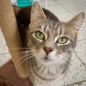 Margaret Green Animal Rescue | Cats in Dorset & Devon
