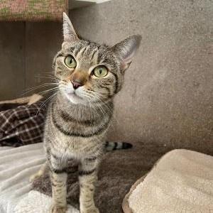 Margaret Green Animal Rescue | Cats in Dorset & Devon