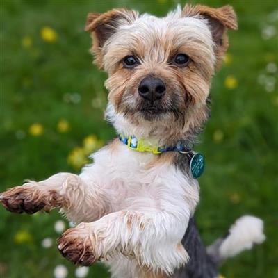 Margaret Green Animal Rescue | Dogs in Dorset & Devon