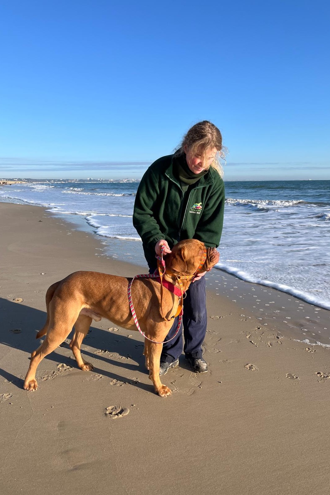 Dog for rehoming in Dorset | MGAR