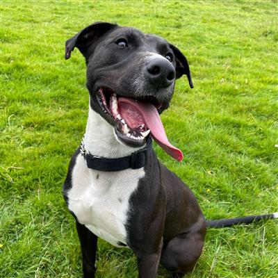 Margaret Green Animal Rescue | Dogs in Dorset & Devon