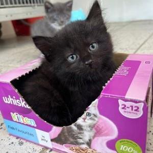 Margaret Green Animal Rescue | Cats in Dorset & Devon