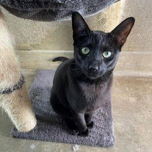 Margaret Green Animal Rescue | Cats in Dorset & Devon