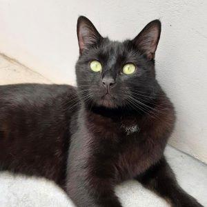 Margaret Green Animal Rescue | Cats in Dorset & Devon