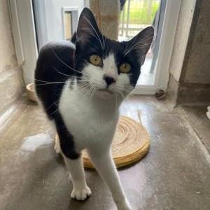 Margaret Green Animal Rescue | Cats in Dorset & Devon