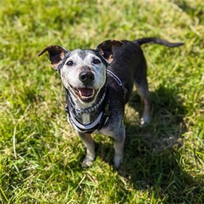 Margaret Green Animal Rescue | Dogs in Dorset & Devon