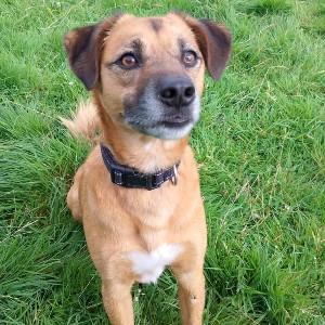 Margaret Green Animal Rescue | Dogs in Dorset & Devon