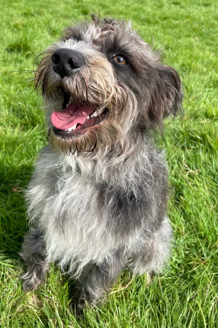 Dog for rehoming in Devon | MGAR