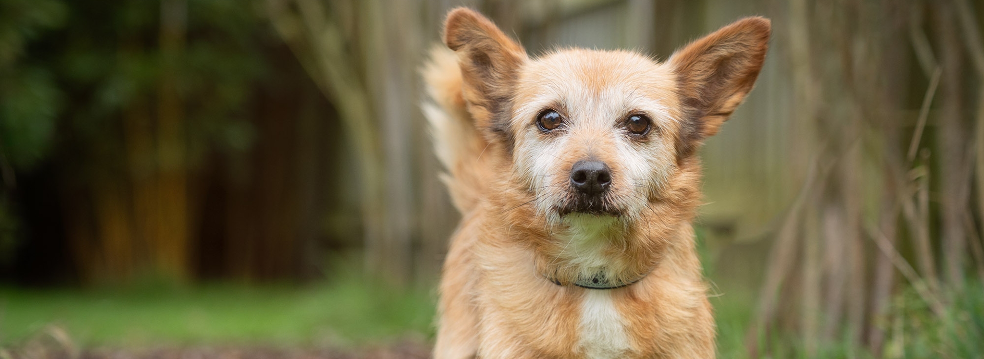 Margaret Green Animal Rescue | Mission & Vision