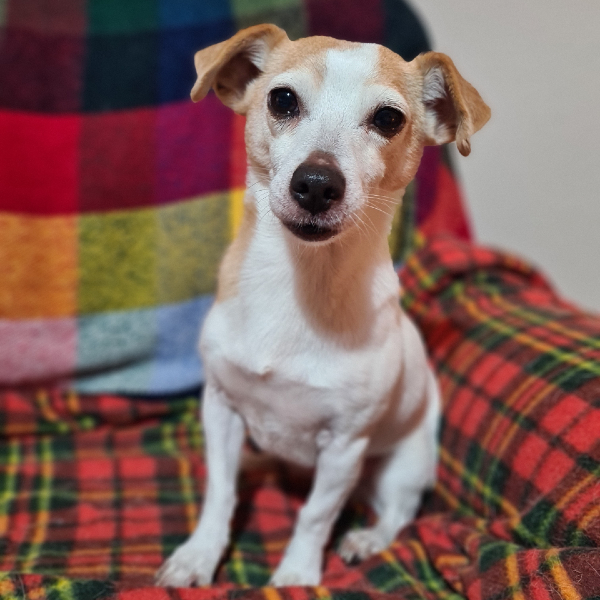 Latest news | Margaret Green Animal Rescue